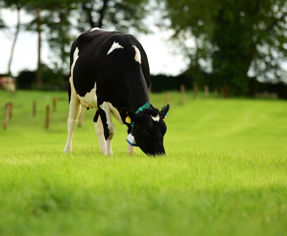 Wearable tech for cows helps herds communicate with farmers - Design Week